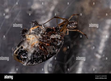 Male Brown Widow Of The Species Latrodectus Geometricus Preying On A