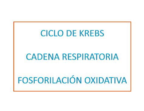 Ciclo De Krebs Cadena Respiratoria Fosforilación Oxidativa Power