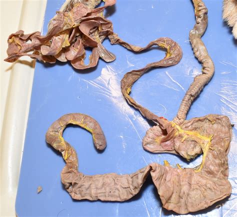 Rabbit Lower Gi Tract Diagram Quizlet