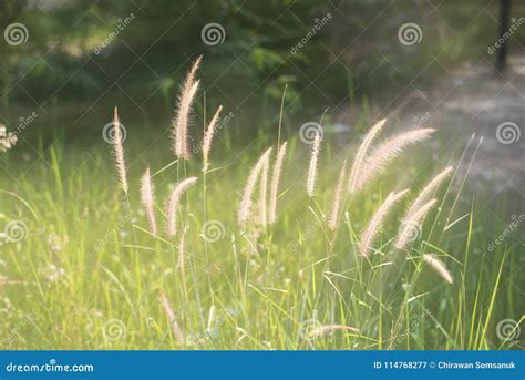 Green Grass Flowers In Nature Stock Image Image Of Spring Outdoor