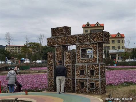 粤北龙归格桑花盛开等你来 搜狐大视野 搜狐新闻