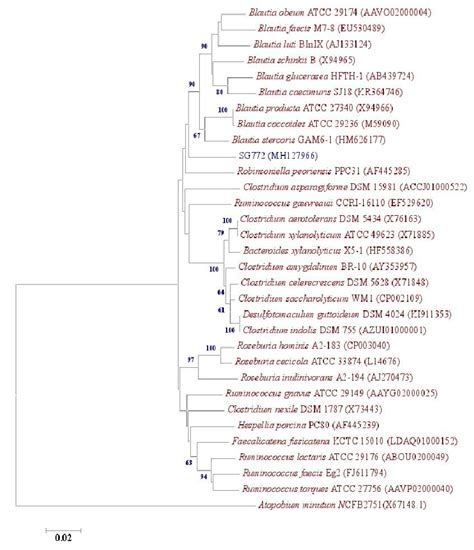 16s Rrna Sequence Based Phylogenetic Tree Constructed Using