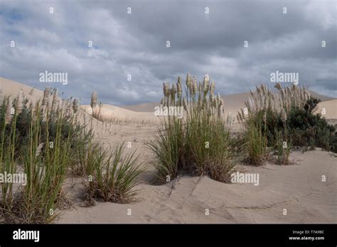 Pampas Grass Growing In The Sand At The Alexandria Coastal Dune Fields