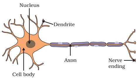Control And Coordination Class 10 Science Chapter 6 Important Question