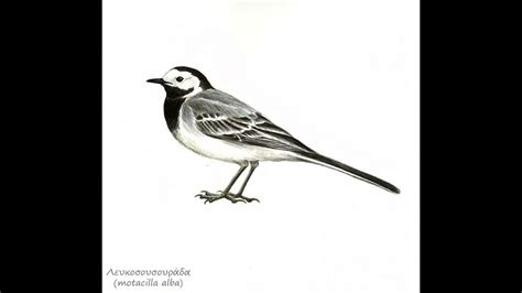 τα πουλια της ΕΛΛΑΔΑΣ Youtube