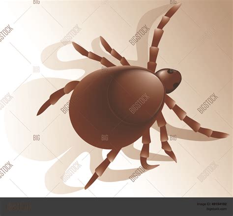 Tick Insect Vector And Photo Free Trial Bigstock