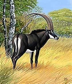 Giant Sable Antelope Alchetron The Free Social Encyclopedia