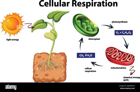 Diagrama Que Muestra La Respiración Celular Ilustración Imagen Vector