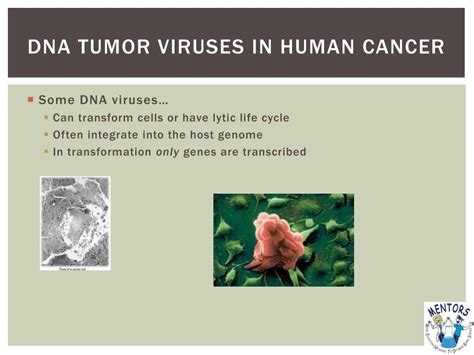 Ppt Cancer Causing Viruses Powerpoint Presentation Free Download