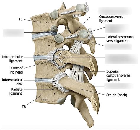 Costotransverse And Costovertebral Joints Thoracic Ve