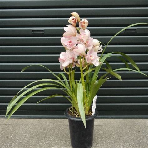 【未使用】 一世を風靡した名花 シンビジウム マリリンモンロー 3本立ち 6号 花付き 洋ラン 2 の落札情報詳細 ヤフオク落札価格情報
