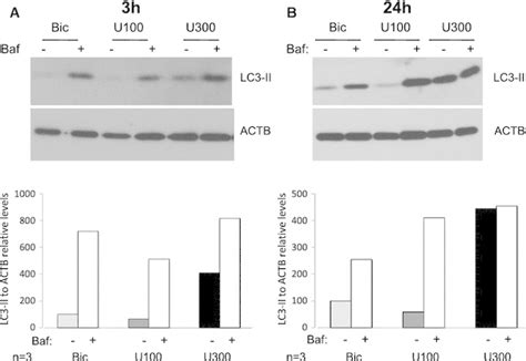 Autophagy Analysis By Western Blot Of Lc3 Ii Protein In Umr 106 Cells
