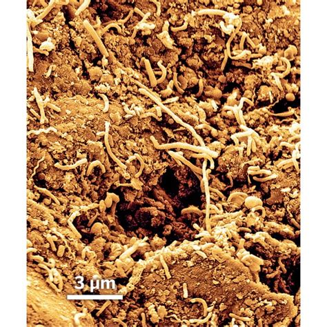 Ancient Bacteria Still Busy Deep