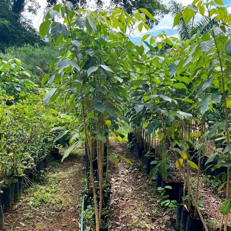 Muda De Ipê Branco Formada 150cm Mebuscar Brasil