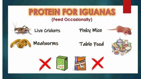 Best Food For Iguanas And What Can They Eat Food List