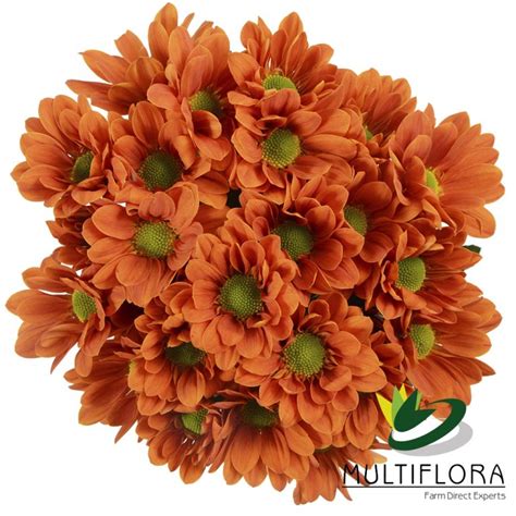 Category Daisy Poms Multiflora