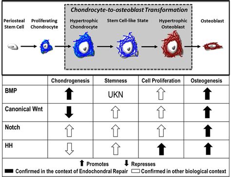 Fate Of The Chondrocyte During Endochondral Ossification The