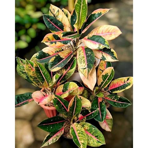 Jual Tanaman Hias Aglonema DonaCarmen Mutasi Full Variegata Bunga Hias Aglonema Aglaonema