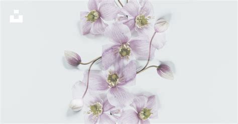 흰색 배경에 섬세한 분홍색 꽃이 배열되어 있습니다 사진 Unsplash의 무료 꽃 이미지