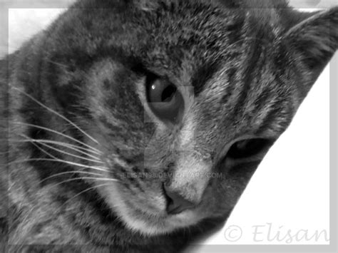 Sweet Kitty By Elisan98 On Deviantart