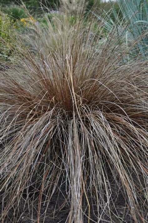 Adding Texture And Movement With Ornamental Grasses David Wooding