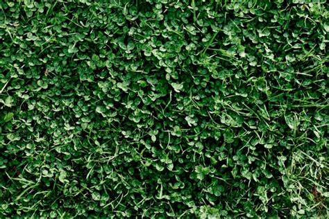 When To Plant Clover Time And Type ☘️ Gfl Outdoors