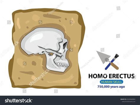Early Human Homo Erectus Skull Editable Stock Vector Royalty Free