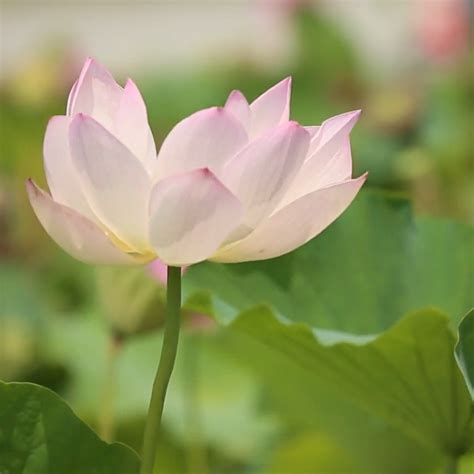 Customer Vulnerability Policy And Compliance Pimfa