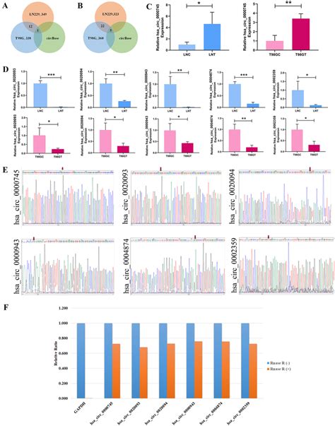 Validation Of Differentially Expressed CircRNAs In GBM Cell Lines Under