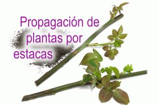 Manual de propagación de plantas por estacas InfoAgronomo