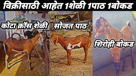 विक्रीसाठी आहे कोटा क्रॉस शेळीसोजत पाठशिरोही बोकड शेळी पालन