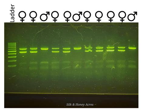 From Coop To Lab How A Passion For Poultry And Science Led To A Thriving DNA Testing Lab