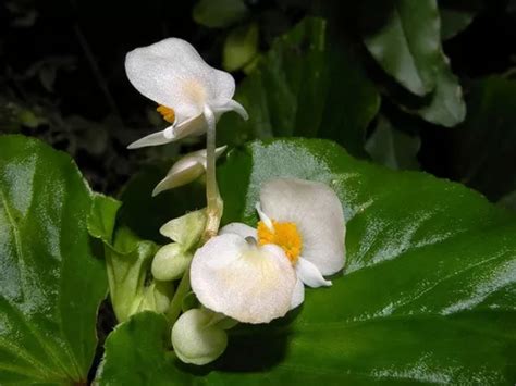 Flor De Nacar De Azucar Begonia Cucullata Planta Nativa MercadoLibre