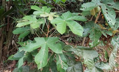 Pterospermum Diversifolium Dombeyaceae