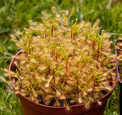 Drosera Leaf Cuttings Kulturformen Gesellschaft Für Fleischfressende Pflanzen Ev