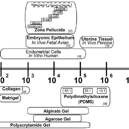 The Stiffness Or Elasticity Of Various Epithelial Tissues Is Compared Download Scientific