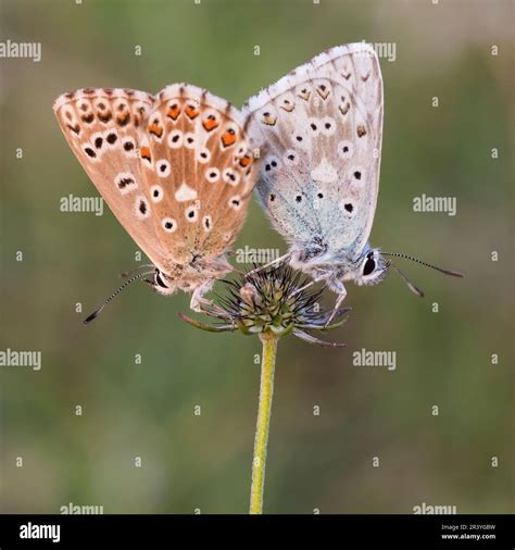 Lysandra Coridon Polyommatus Coridon Known As Chalkhill Blue