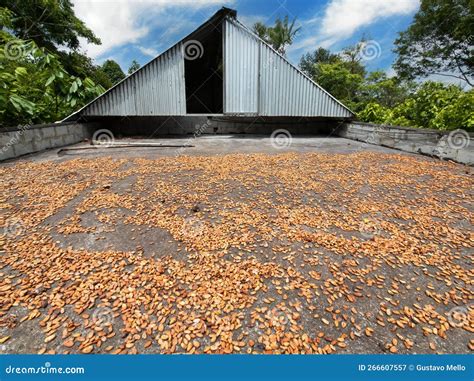 Cocoa Pods Drying On Barge At Cocoa Farm Stock Image Image Of