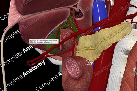 Arteries Of Extrahepatic Bile Ducts Complete Anatomy