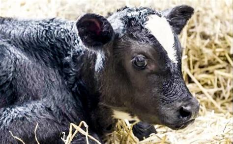 Why Nuturing Young Calves Is Critical To Hit Target Growth Rates