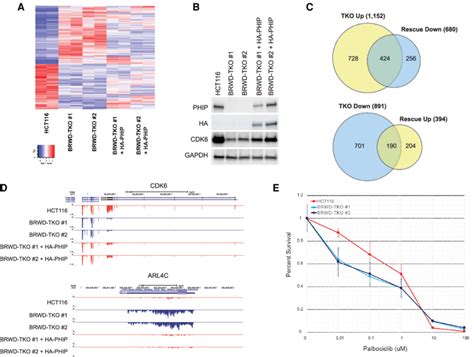 Phip Regulates Gene Expression In Cancer Cells A Rna Sequencing Heat