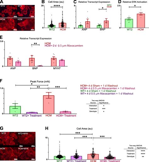 Chronic Treatment Of Hcm Ehts With Mavacamten A Wt2 And Hcm Ipsc Cm