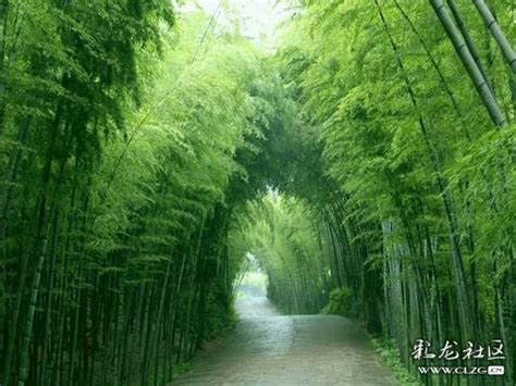 峨山竹海风景区景点旅游景区大山谷图库
