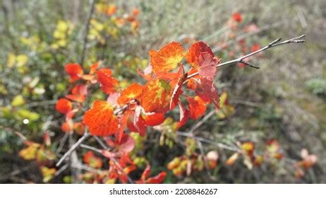 Bark Texture Tree Without Bark Bare Stock Photo 2208846267 Shutterstock