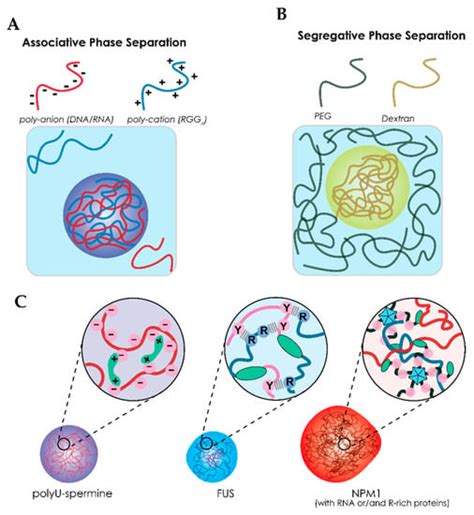 Liquidliquid Phase Separation In Crowded Environments