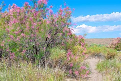 Tamarix Ramosissima Tamarisk