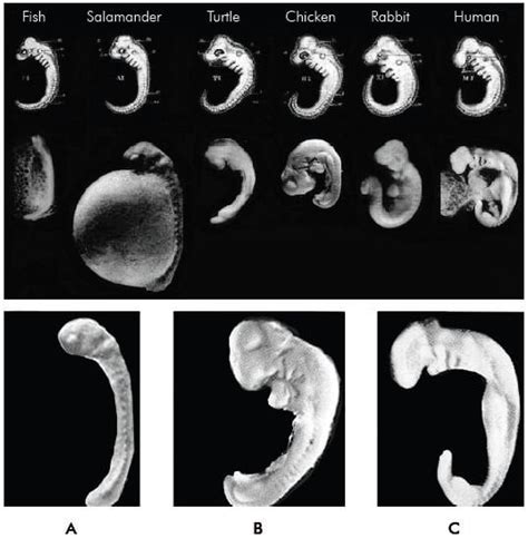 Supposed Comparative Embryology Creation