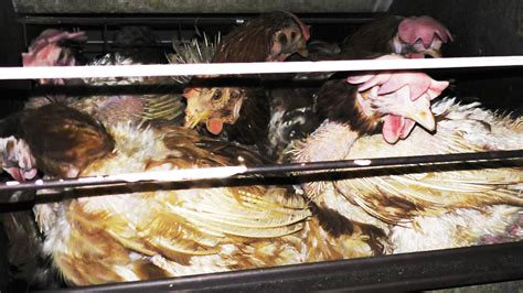 オンライン署名 · 私たちの食べる卵を産む鶏を苦しい檻に閉じ込めないでください 日本 ·