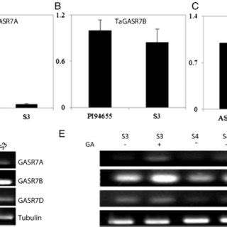 Expression Patterns Of Three GASR7 Homoeologs During Seed Development