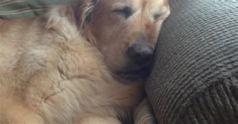 Our Newly Rescued Golden Retriever Lady10 Yrs Old Is Making Herself